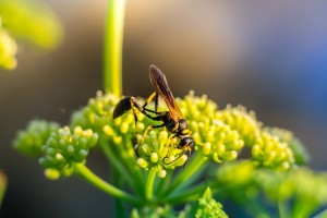 Inspect the Insect - Junior Master Gardener