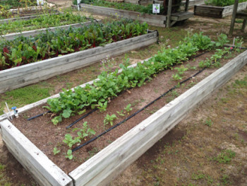 Solarizing Your Garden for the Summer - Junior Master Gardener