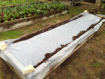 Solarizing Your Garden for the Summer - Junior Master Gardener