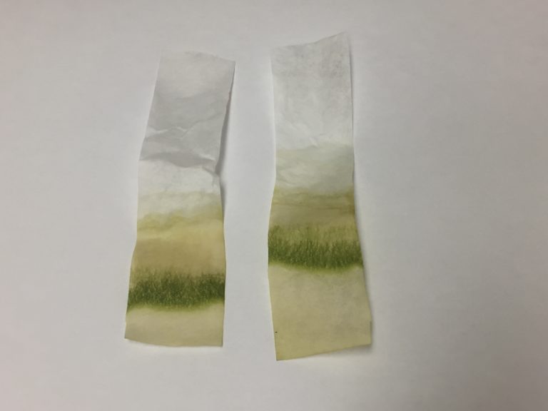 Chlorophyll Chromatography - Junior Master Gardener