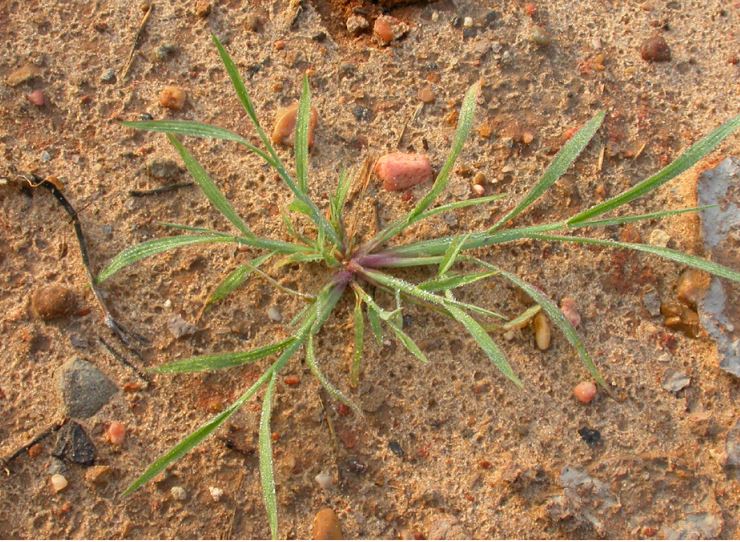 Seeds Move - Junior Master Gardener